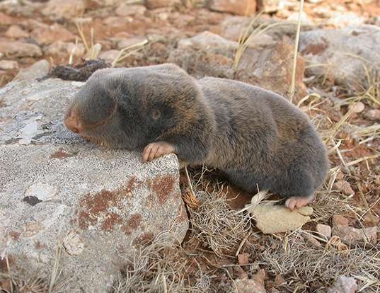 PALESTINE MOLE RAT LIFE EXPECTANCY