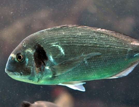 ESPERANZA DE VIDA DE LOS GILTHEAD SEABREAM