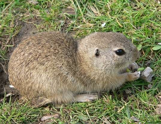 EUROPEAN GROUND SQUIRREL LIFE EXPECTANCY