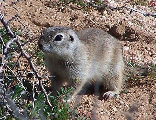MOHAVE GROUND SQUIRREL LIFE EXPECTANCY