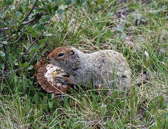 ARCTIC GROUND SQUIRREL LIFE EXPECTANCY