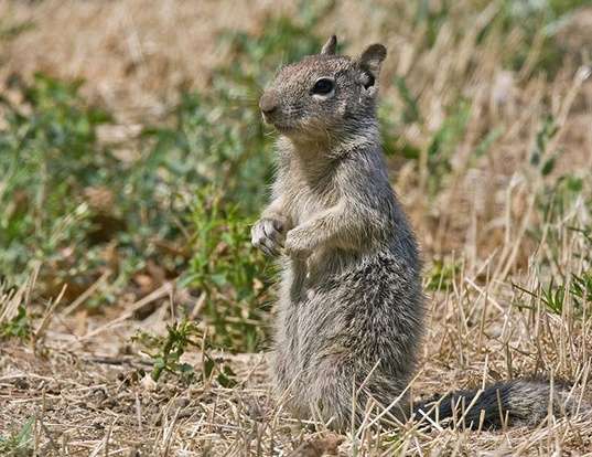 TOWNSEND'S GROUND SQUIRREL LIFE EXPECTANCY