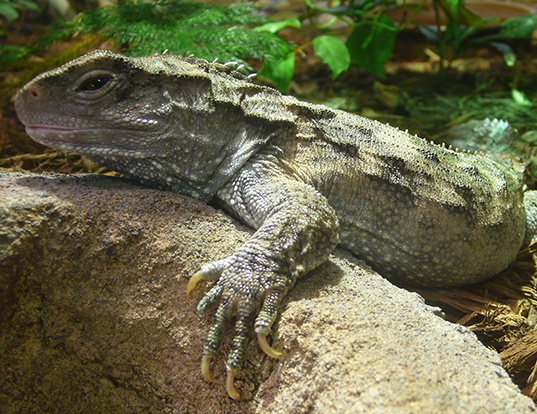 COOK STRAIT TUATARA LIFE EXPECTANCY