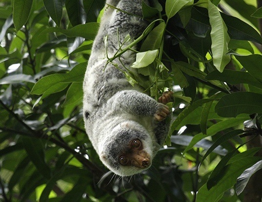 SPOTTED CUSCUS LIFE EXPECTANCY