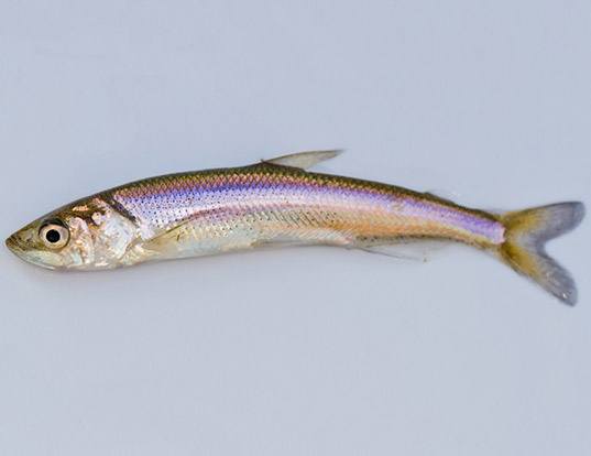 RAINBOW SMELT LIFE EXPECTANCY