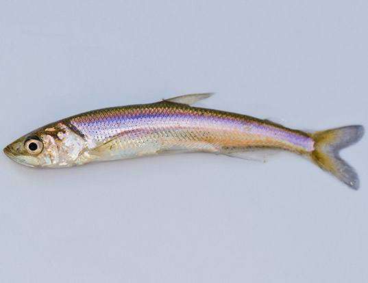 LONGFIN SMELT LIFE EXPECTANCY