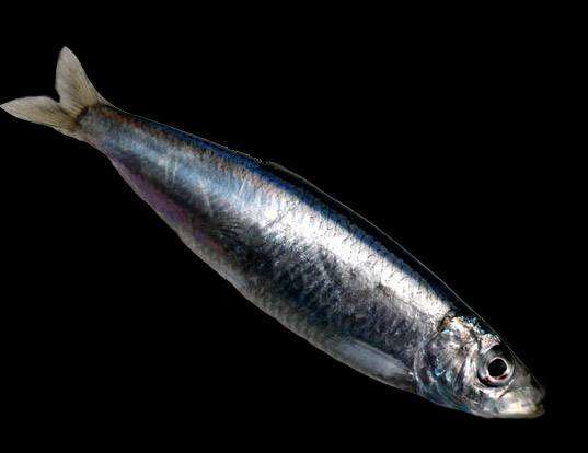 EUROPEAN SPRAT LIFE EXPECTANCY