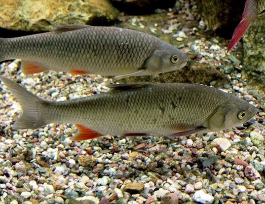 Lake Chub