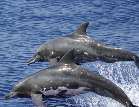 ROUGH-TOOTHED DOLPHIN LIFE EXPECTANCY