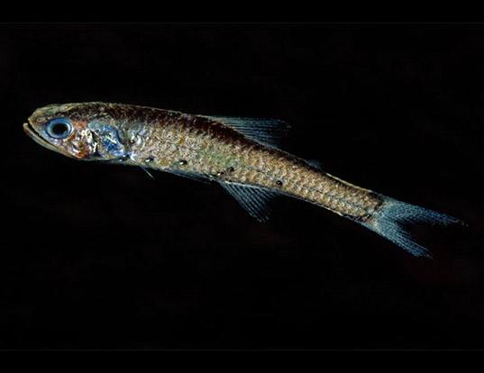 NORTHERN LAMPFISH LIFE EXPECTANCY