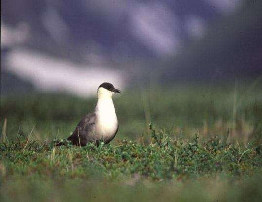 LONG-TAILED JAEGER LIFE EXPECTANCY