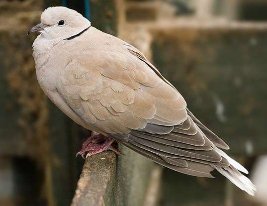 AFRICAN COLLARED-DOVE LIFE EXPECTANCY
