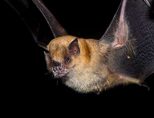 WHITE-LINED BROAD-NOSED BAT LIFE EXPECTANCY