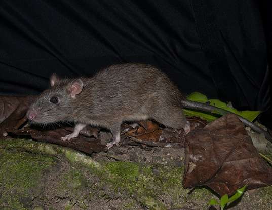 LESSER CANE RAT LIFE EXPECTANCY