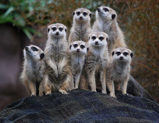 MEERKAT LIFE EXPECTANCY
