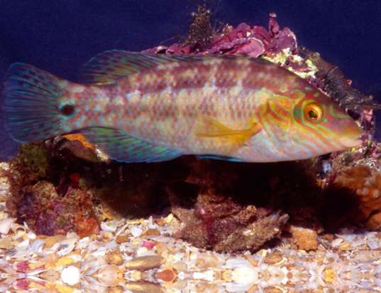 ROCK COOK LIFE EXPECTANCY