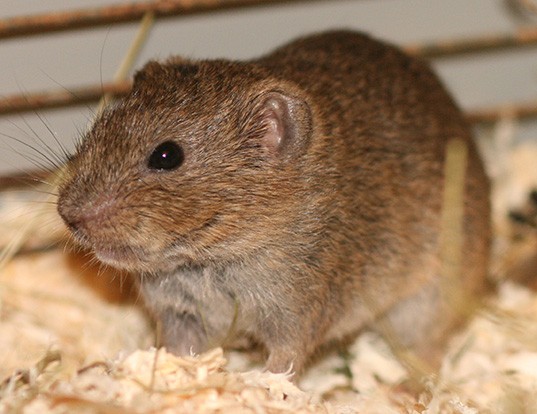 STEPPE LEMMING LIFE EXPECTANCY