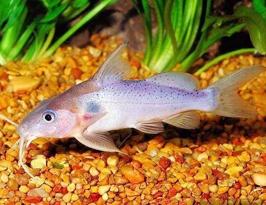 WELS CATFISH LIFE EXPECTANCY