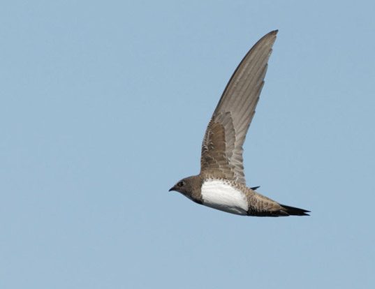 ALPINE SWIFT LIFE EXPECTANCY