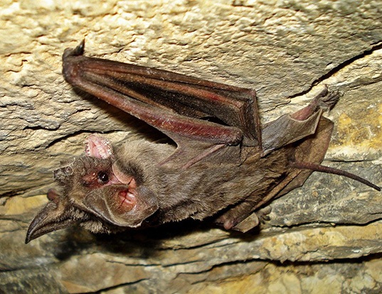 HAIRY-LEGGED VAMPIRE BAT LIFE EXPECTANCY