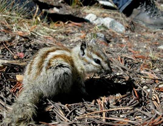 Lodgepole Chipmunk