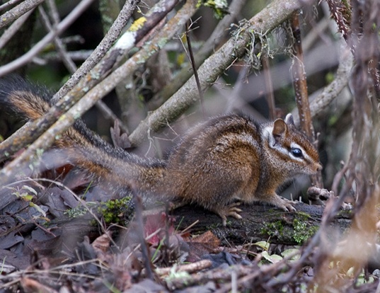NEW MEXICO LEAST CHIPMUNK LIFE EXPECTANCY