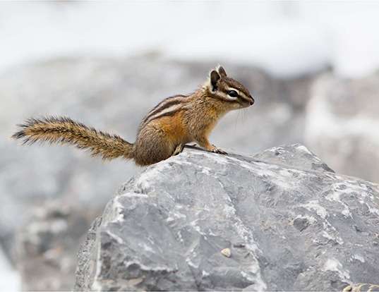 RED-TAILED CHIPMUNK LIFE EXPECTANCY