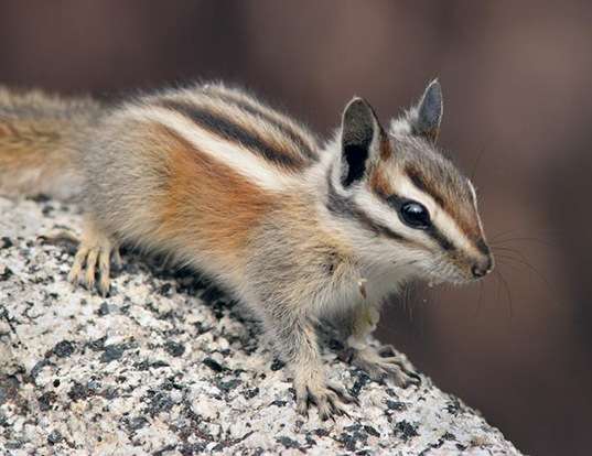 ESPERANZA DE VIDA DE LOS LODGEPOLE CHIPMUNK