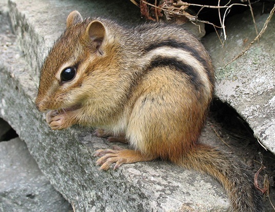 NEW MEXICO LEAST CHIPMUNK LIFE EXPECTANCY