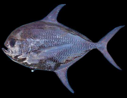 Sickle Pomfret Fish