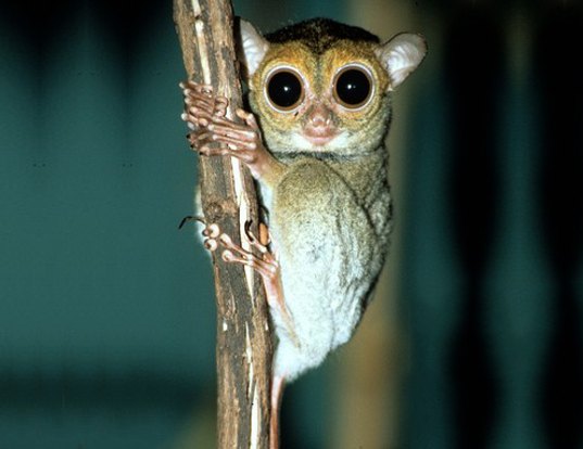 WESTERN TARSIER LIFE EXPECTANCY