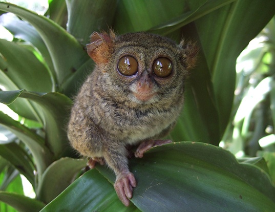 PHILIPPINE TARSIER LIFE EXPECTANCY