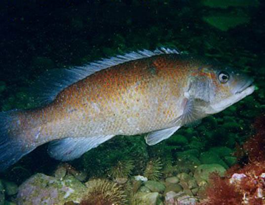 BLUE PERCH LIFE EXPECTANCY