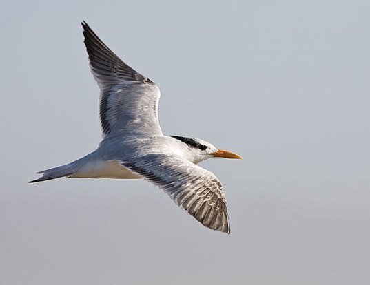 BLUE NODDY LIFE EXPECTANCY