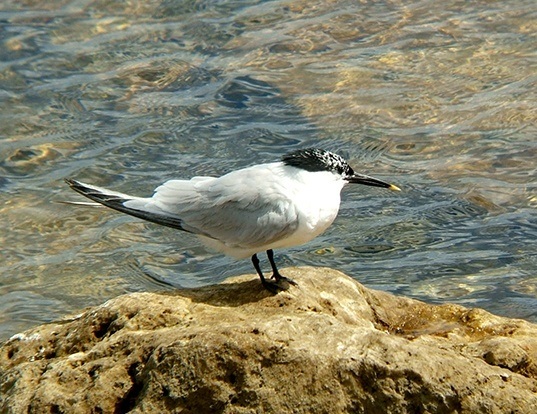 BLUE NODDY LIFE EXPECTANCY