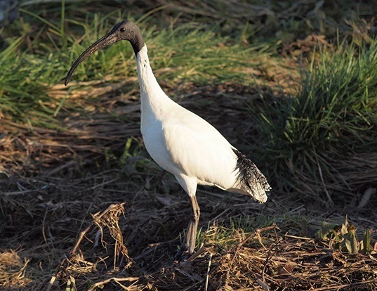 AUSTRALIAN IBIS LIFE EXPECTANCY