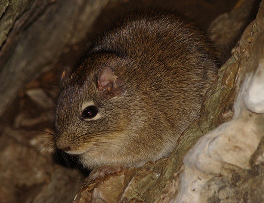 CAPE MOLE-RAT LIFE EXPECTANCY
