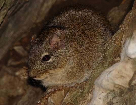 LESSER CANE RAT LIFE EXPECTANCY