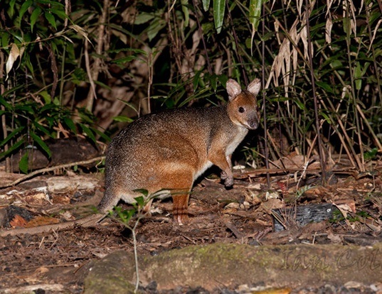 RED-NECKED PADEMELON LIFE EXPECTANCY