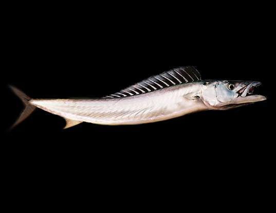 ATUN LIFE EXPECTANCY