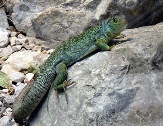 OCELLATED LIZARD LIFE EXPECTANCY