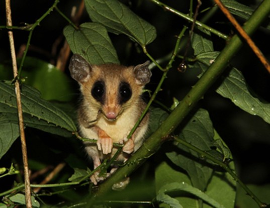 GRAY FOUR-EYED OPOSSUM LIFE EXPECTANCY