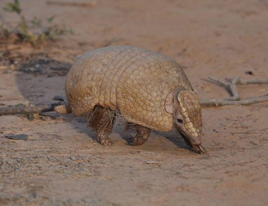 SOUTHERN THREE-BANDED ARMADILLO LIFE EXPECTANCY
