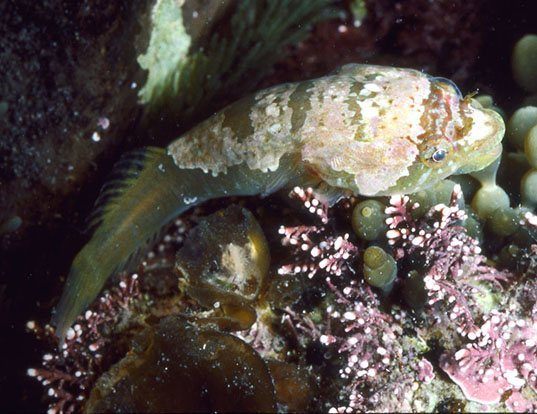 STRIPED CLINGFISH LIFE EXPECTANCY