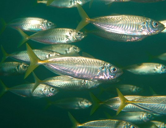 GREENBACK HORSE MACKEREL LIFE EXPECTANCY