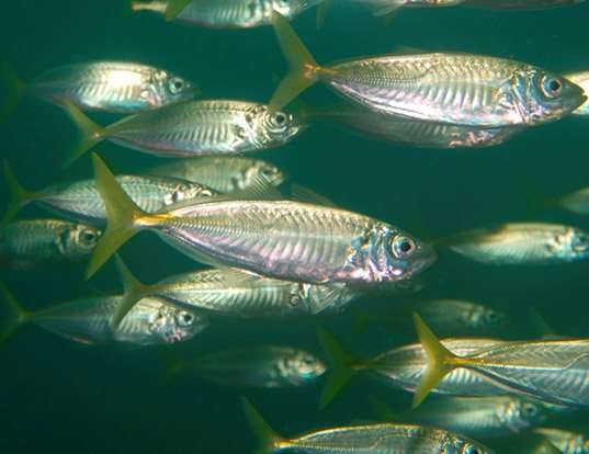 GREENBACK HORSE MACKEREL LIFE EXPECTANCY