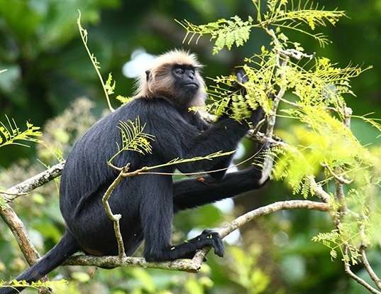 NILGIRI LANGUR LIFE EXPECTANCY