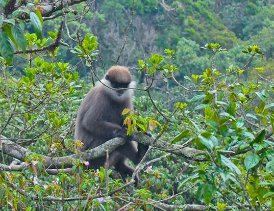 PREUSS'S MONKEY LIFE EXPECTANCY