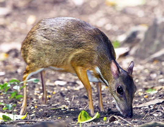 GREATER ORIENTAL CHEVROTAIN LIFE EXPECTANCY