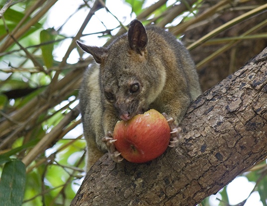 SHORT-EARED BRUSHTAIL POSSUM LIFE EXPECTANCY